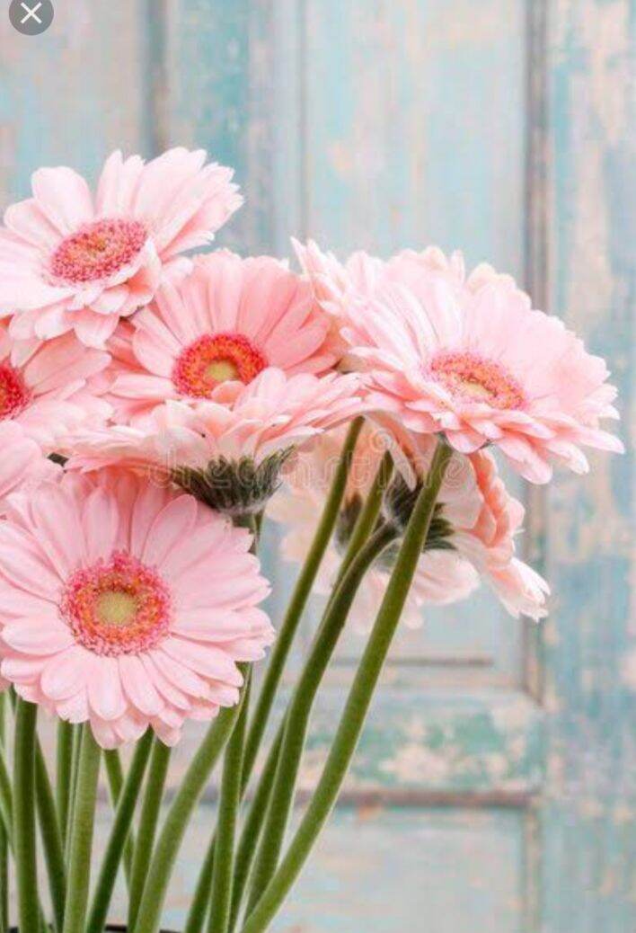 bunga garbera ping | Lazada Indonesia