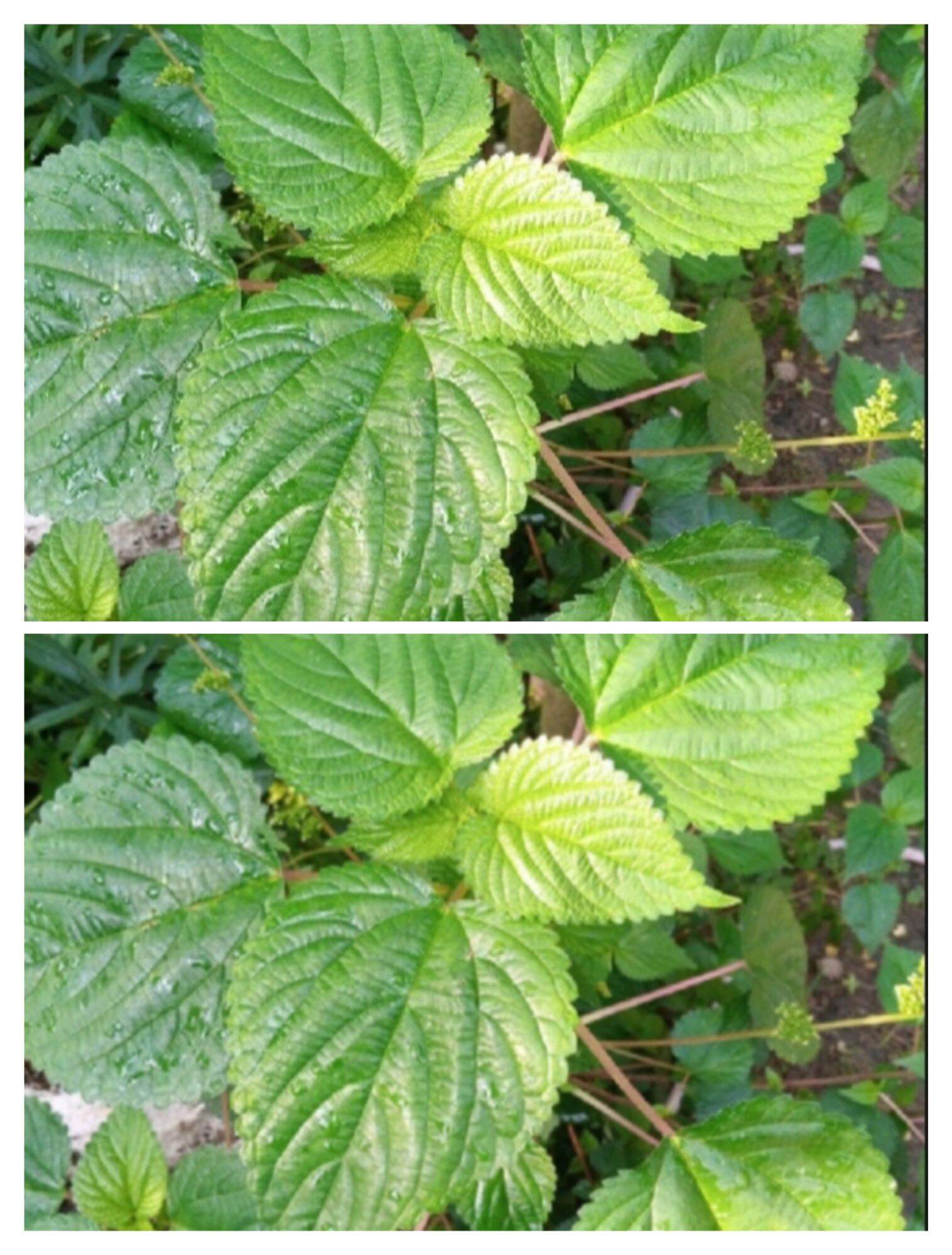 daun jelatang atau daun pulus 1 kg | Lazada Indonesia