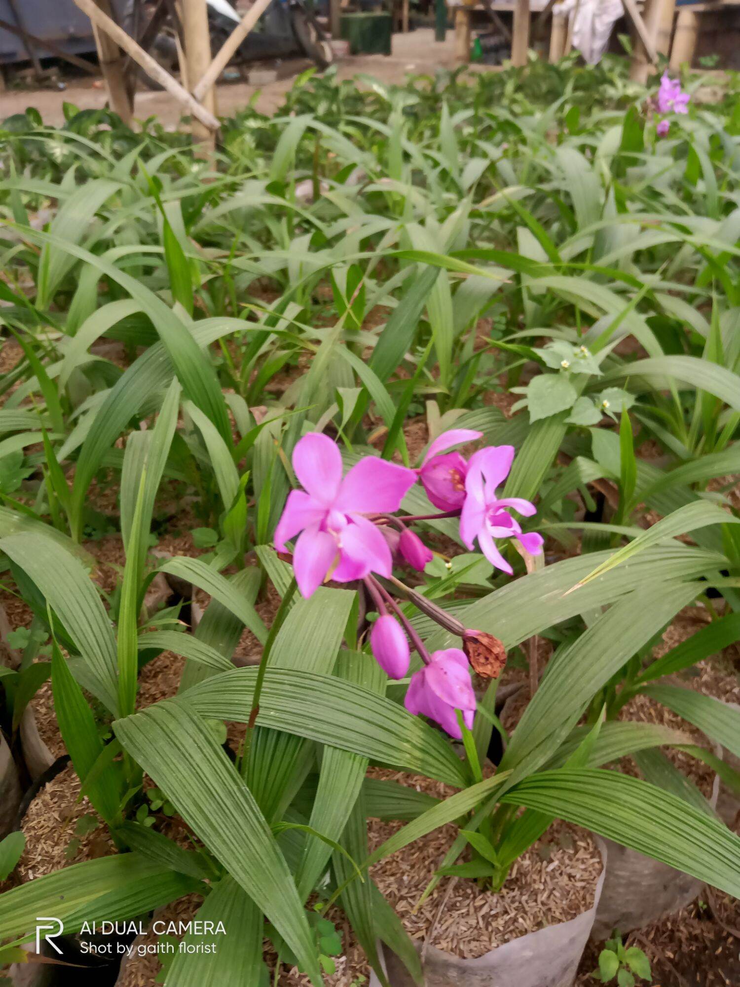 anggrek tanah ungu | Lazada Indonesia