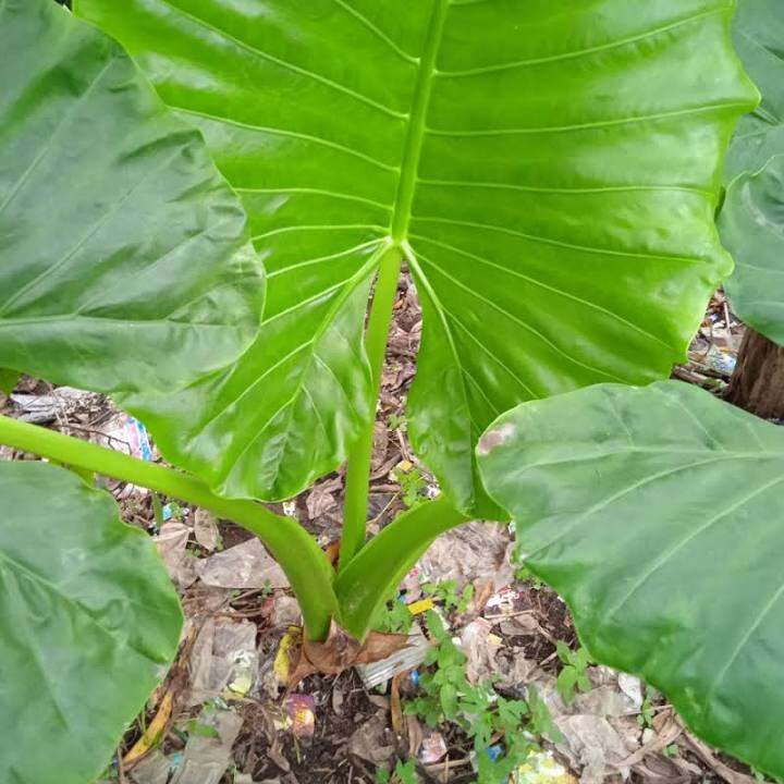 1KG DAUN SENTE BESAR PAKAN IKAN GURAME | Lazada Indonesia