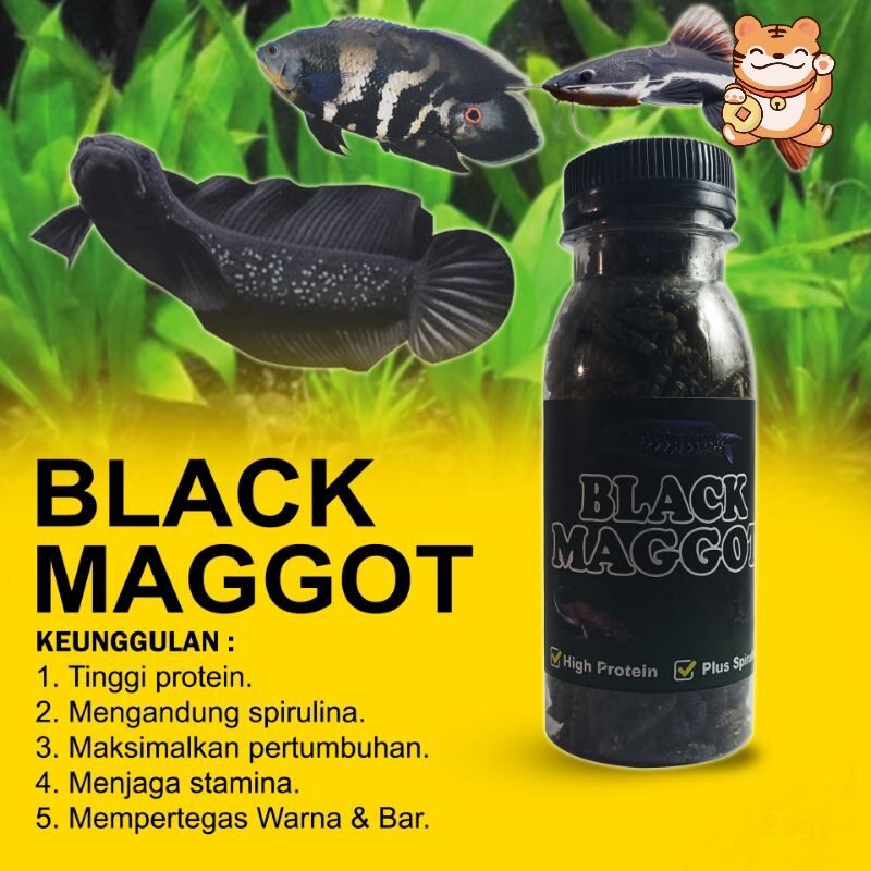 Ikan Komet Slayer Hitam