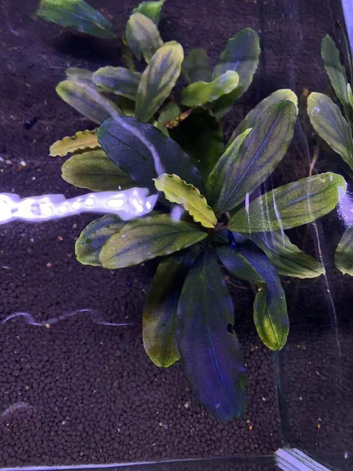 Bucephalandra Brownie Metalic Blue Tanaman Aquascape | Lazada Indonesia