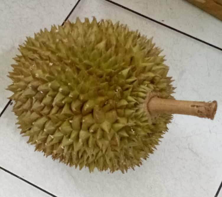 Durian Bali | Lazada Indonesia
