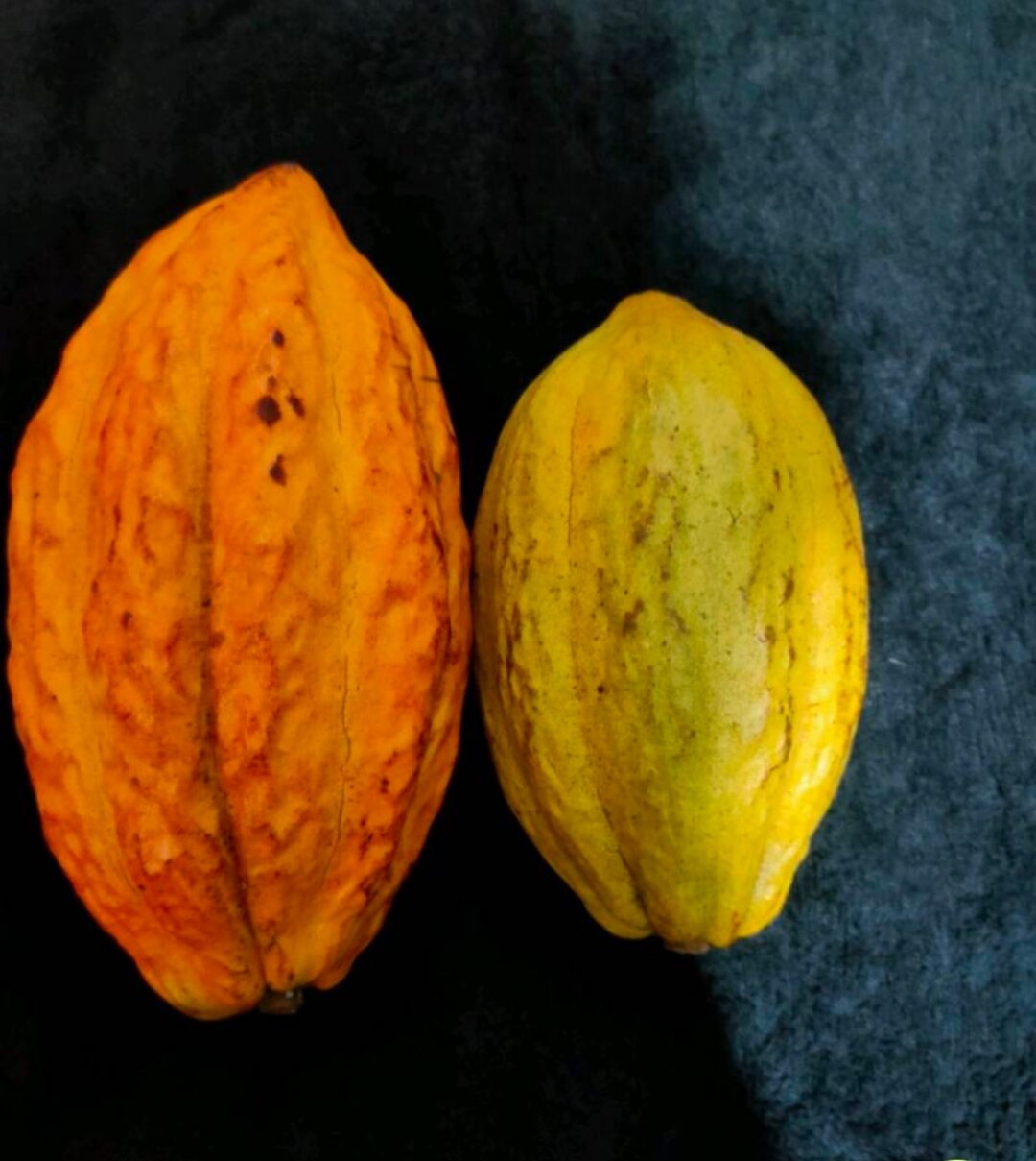 1Kg buah Coklat / Buah kakao matang segar | Lazada Indonesia