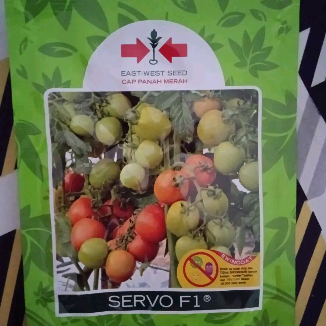 Benih bibit Tomat Servo F1 1750 biji kemasan original | Lazada Indonesia