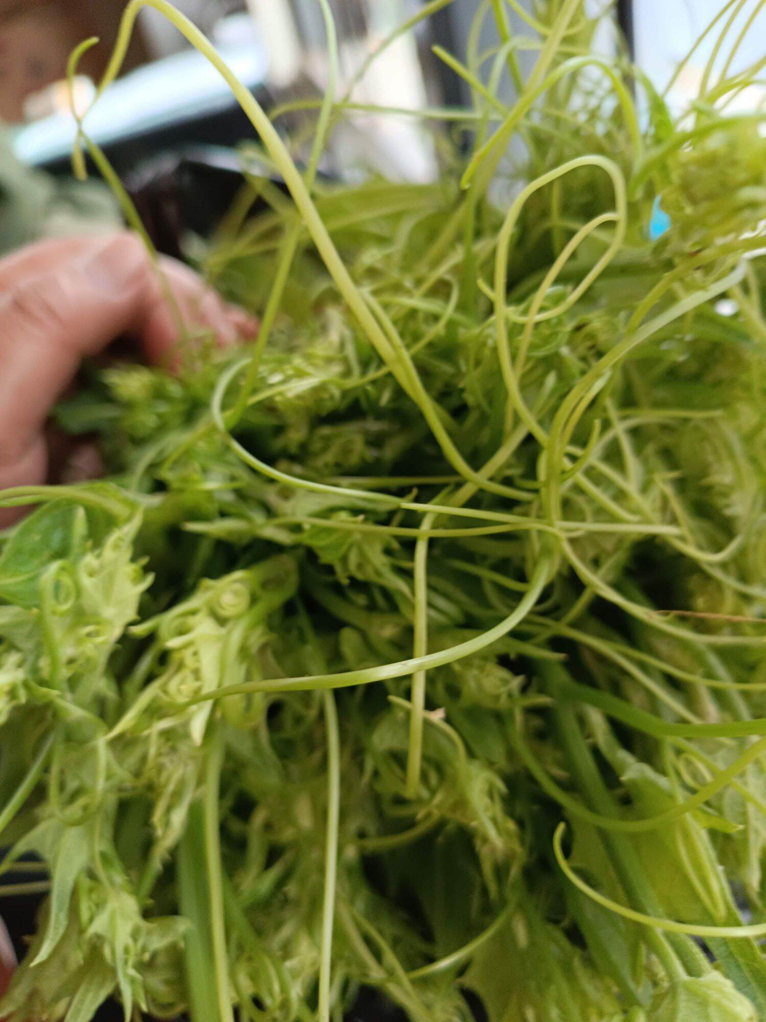 250grm pucuk waluh atau daun labu siem segar organik | Lazada Indonesia