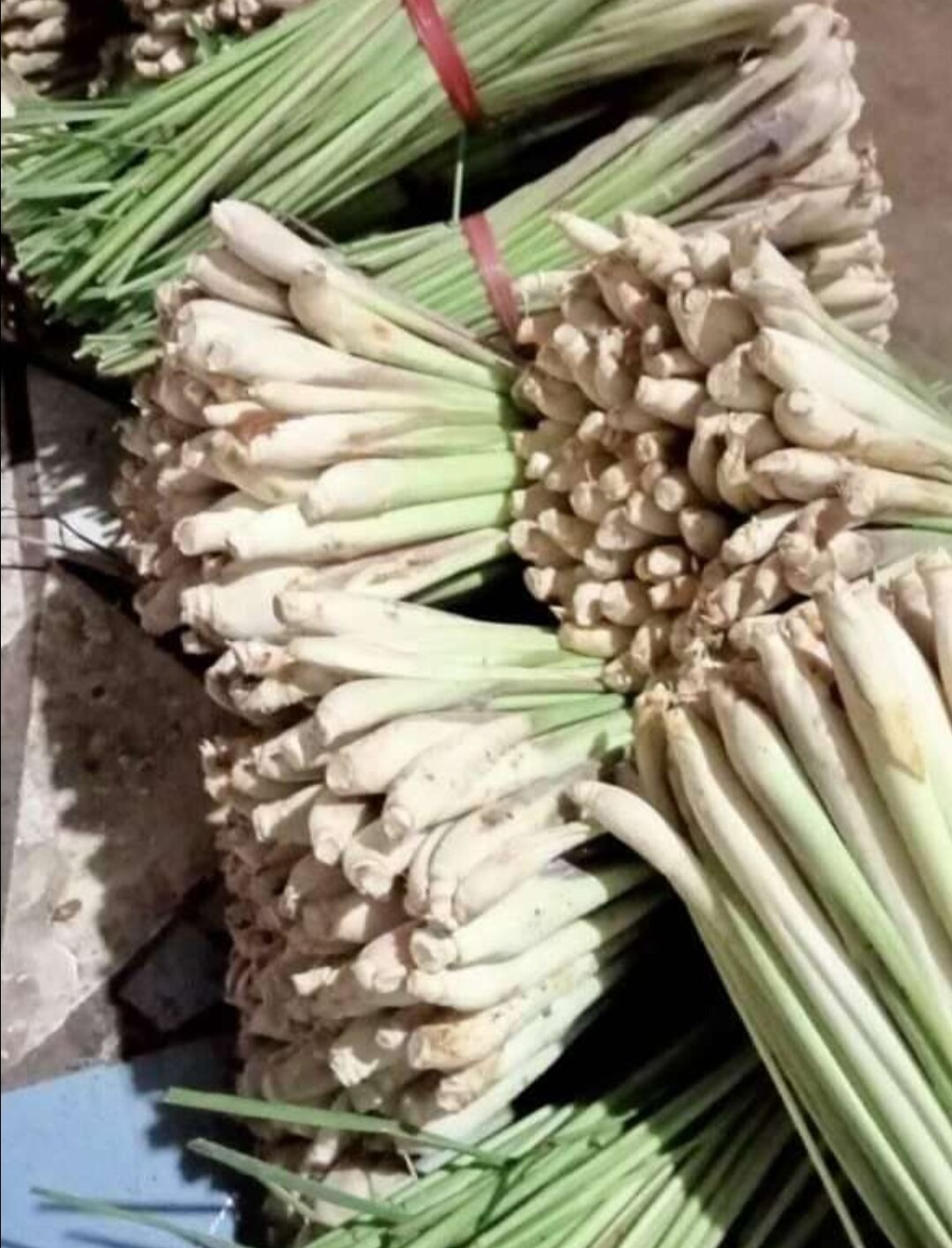 Sereh segar 1kg | Lazada Indonesia