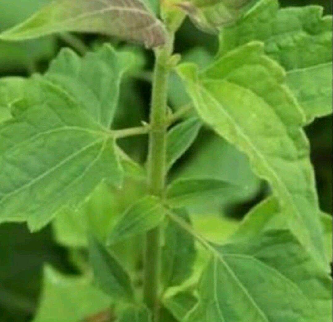 daun balakacida daun herbal alami 1kg | Lazada Indonesia