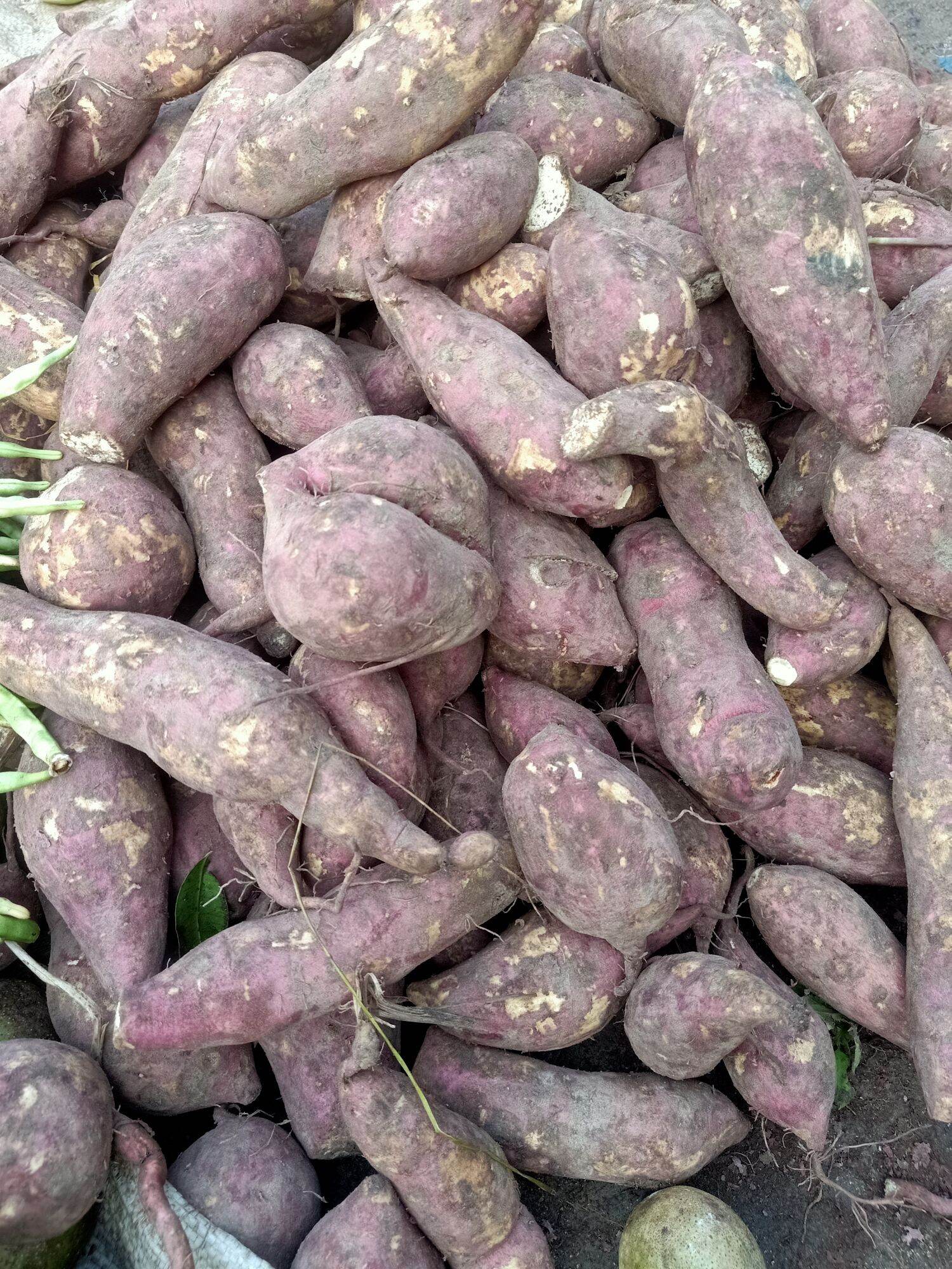 Buah TELO 1 KG Telo Organik | Lazada Indonesia