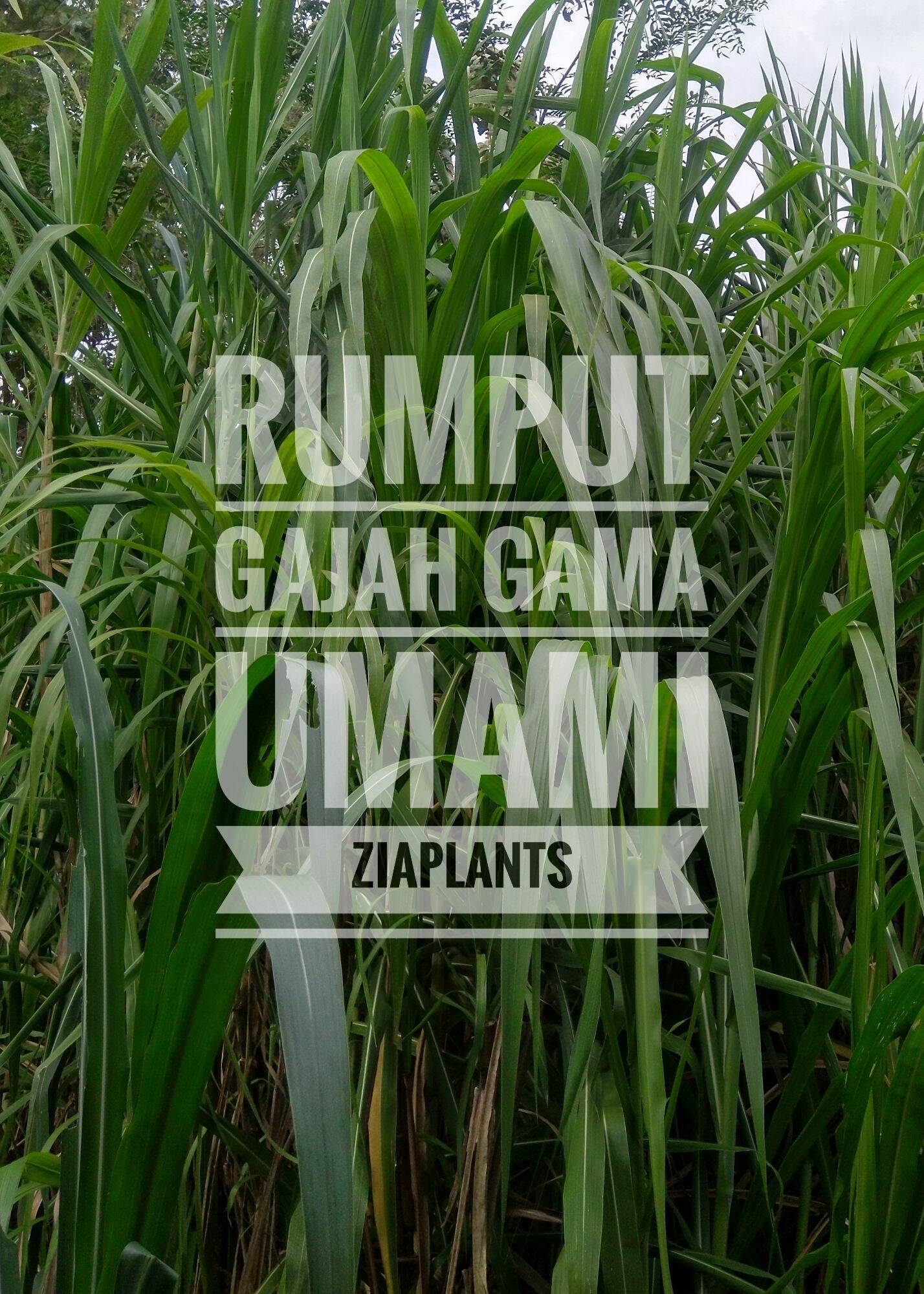 rumput unggul pakan ternak gama Umami | Lazada Indonesia
