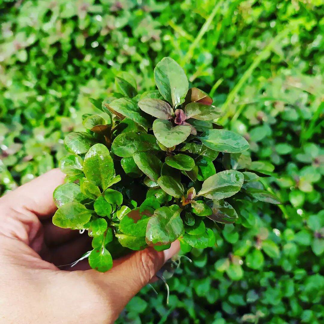lobelia cardinalis tanaman hias , tanaman aquascape, tanaman aquarium ...