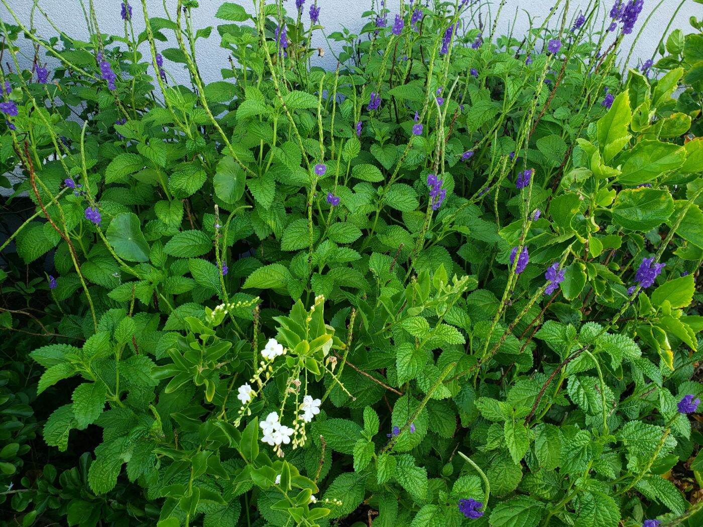 1KG DAUN PECUT KUDA HERBAL~DAUN PECUT KUDA FRESH~UNTUK RADANG ...