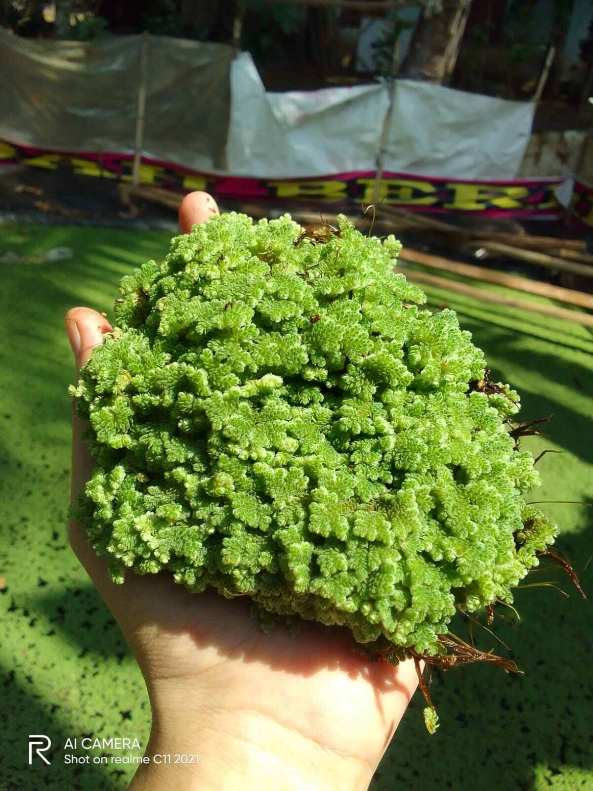 Bibit Azolla Super 1 kg full (PULAU JAWA) Indukan Azola Microphylla ...