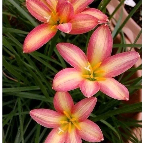 Tanaman hias lily hujan bunga orange beautiful - bugang klukus orange ...