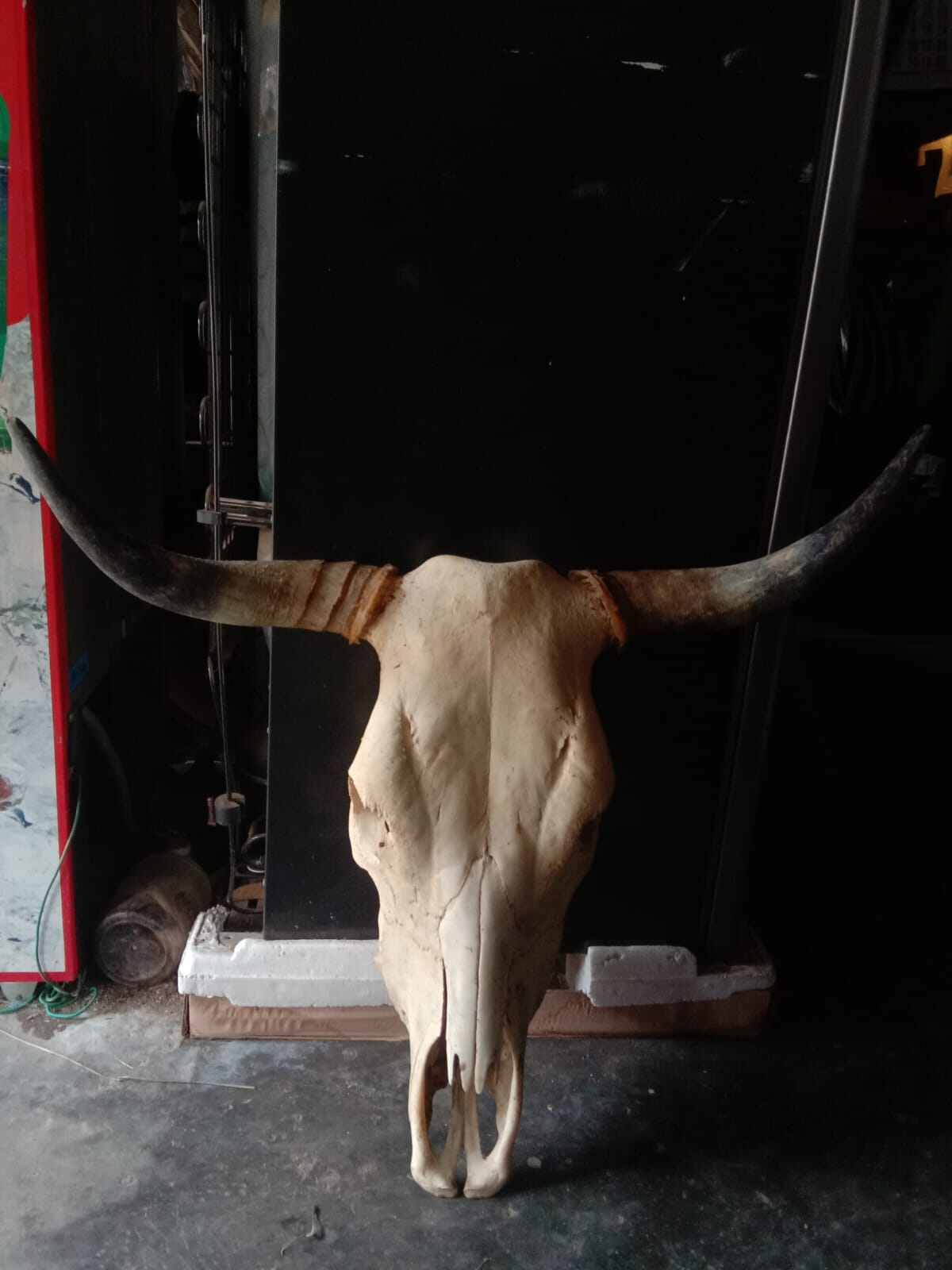 Hiasan Dinding Tengkorak Sapi Asli Tanduk Panjang Dan Presisi | Lazada ...