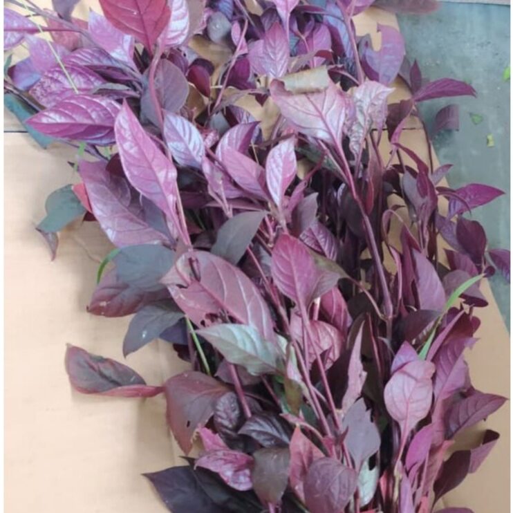 Daun Handeuleum Sieum daun ungu segar 250 gram | Lazada Indonesia