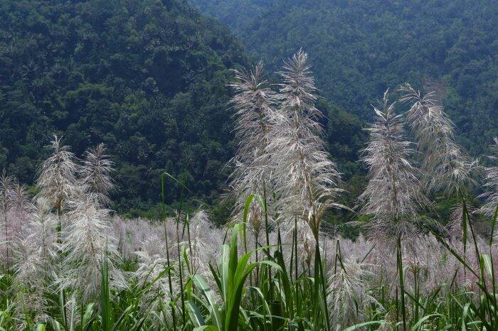 Bunga tebu gajah hiasan dinding isi 10 tangkai prikat | Lazada Indonesia