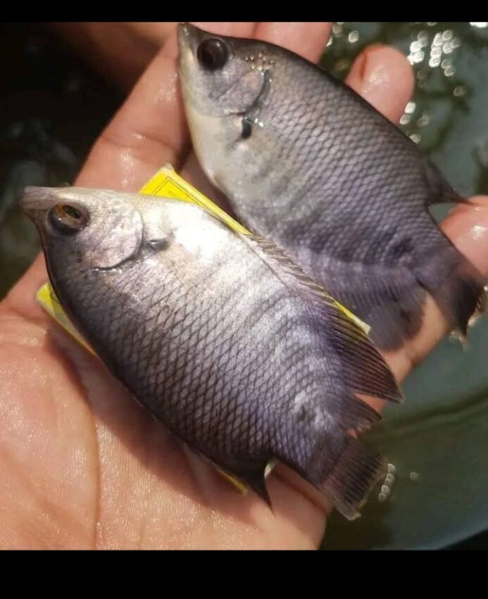 Gurame soang ukuran ngorek kayu paket isi 1 | Lazada Indonesia