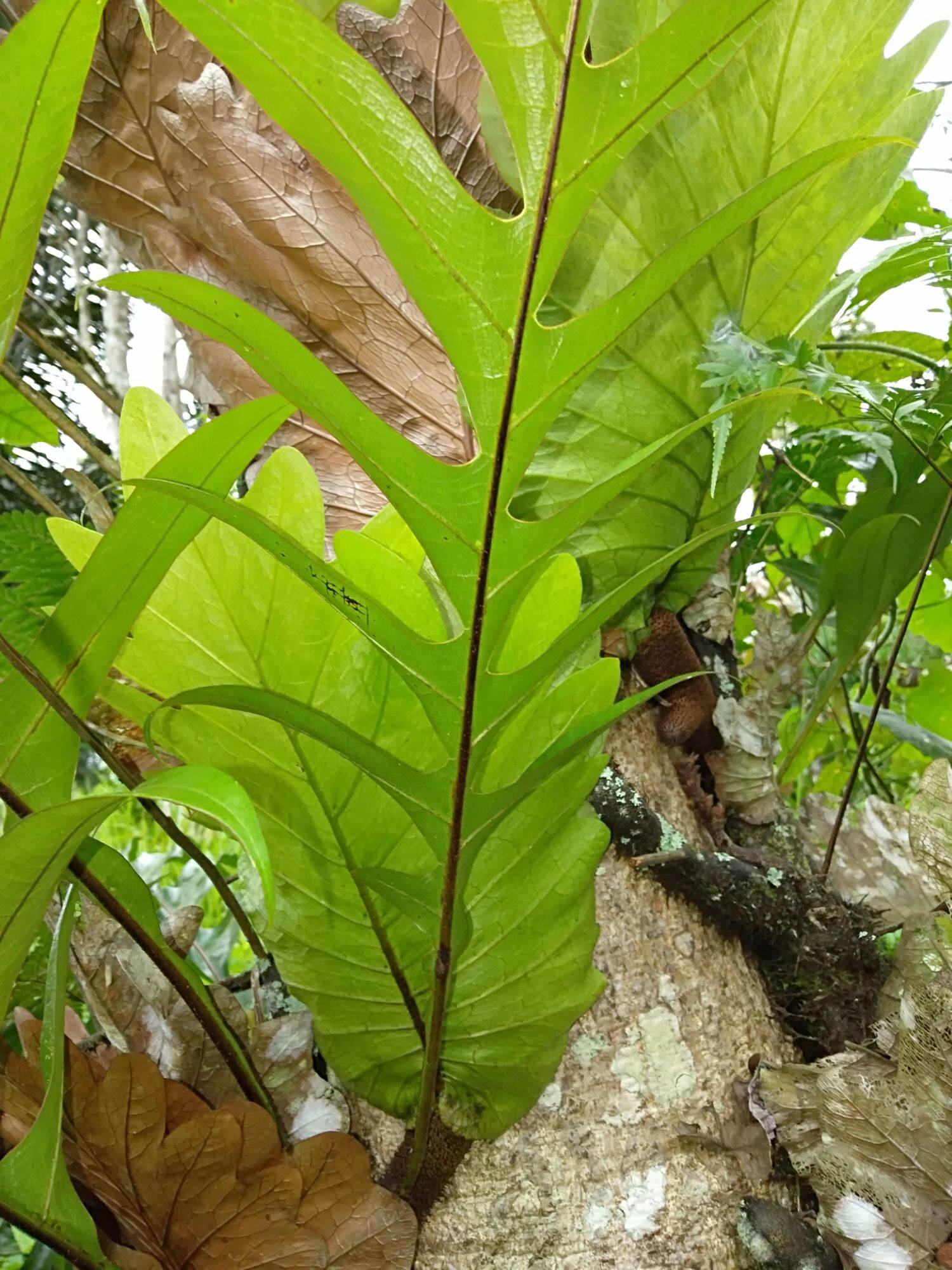 Tanaman Hias Kadaka Tempel kadaka pohon | Lazada Indonesia