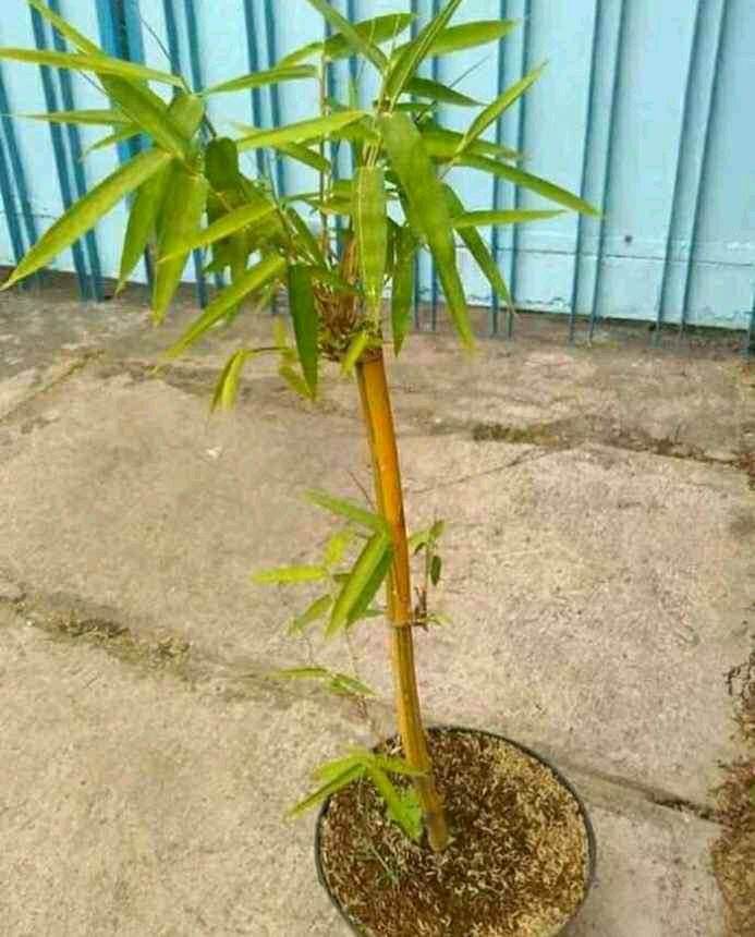 BIBIT BAMBU KUNING 50cm | Lazada Indonesia
