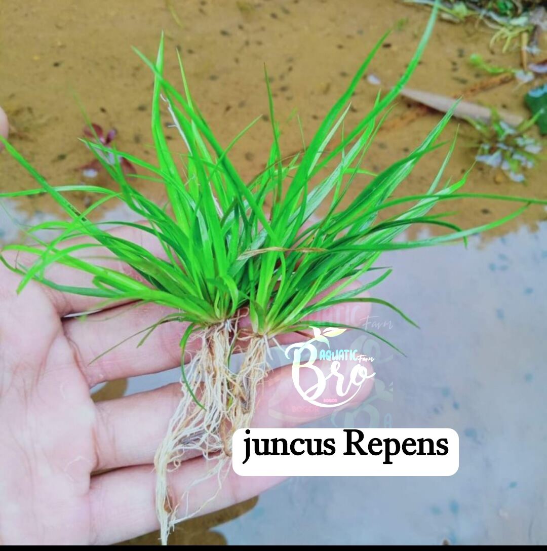 Tanaman Aquascape Juncus Repens | Lazada Indonesia