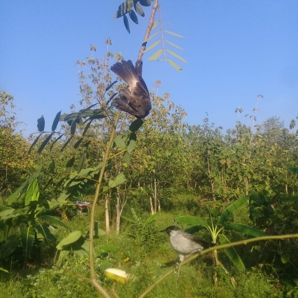30 GR LEM PULUT BURUNG SUPER LENGKET DARI GETAH KARET /GETAH BENDO 30 ...