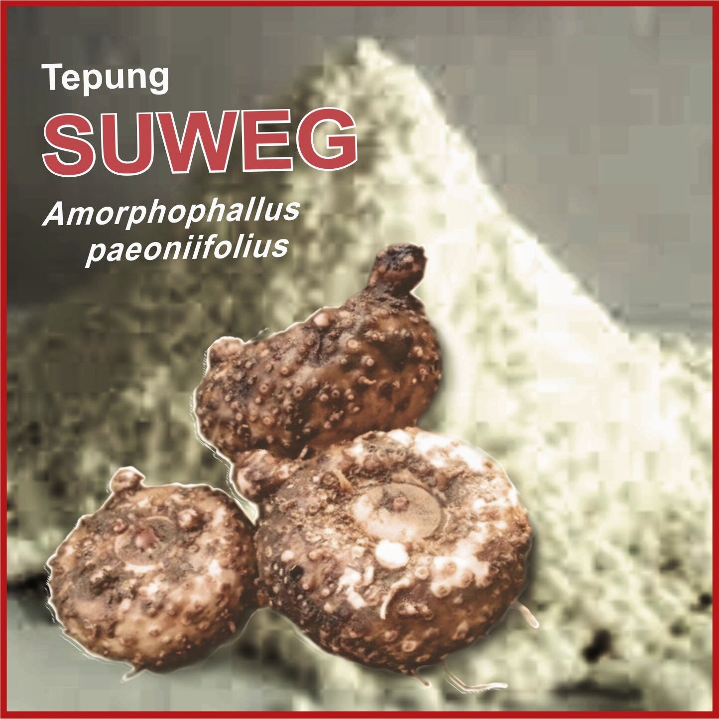 tepung suweg/umbi suweg/tepung kue umbi suweg/serbuk ubi suweg ...