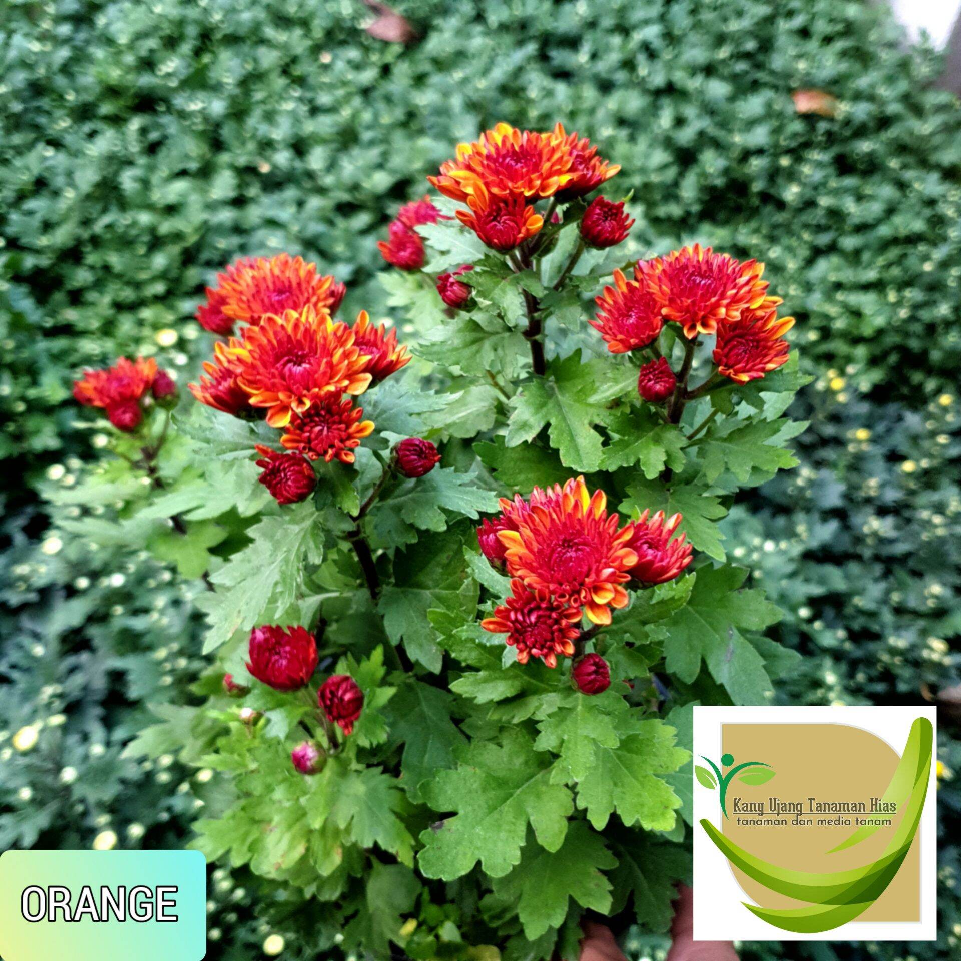 TANAMAN SERUNI KRISAN ASTER 6 POHON SUPER GRADE A KUALITAS 1 | Lazada ...