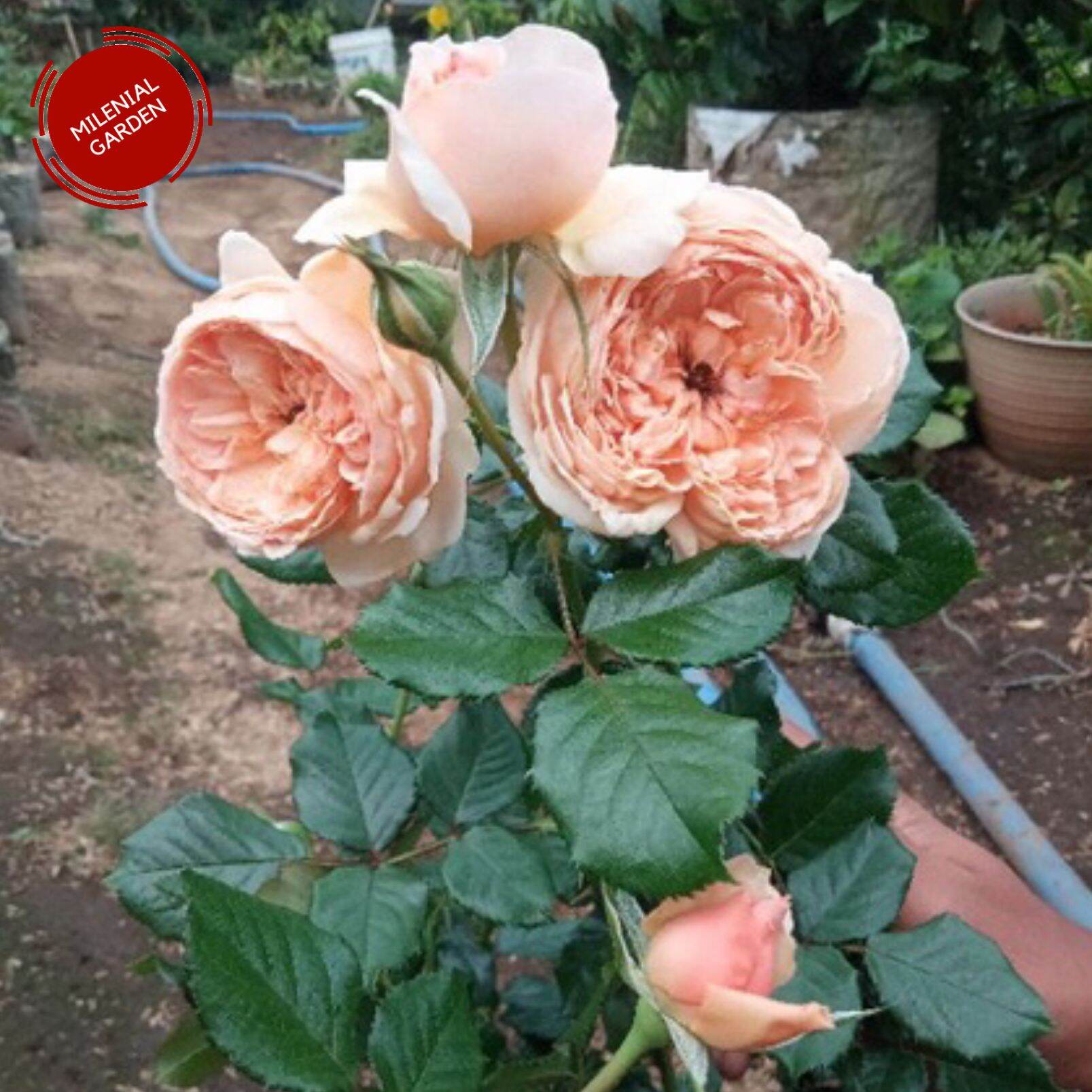 Mawar Import Masora Japanese tanaman hias bunga mawar hidup tanaman ...