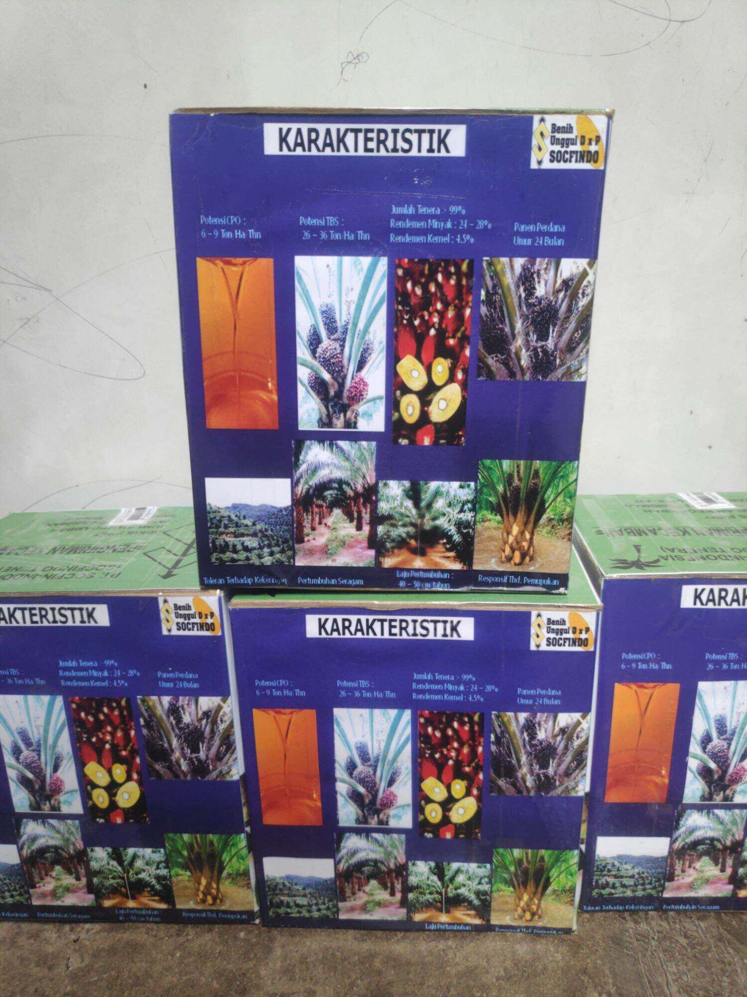 BIBIT SAWIT UNGGUL, BERBAGAI VARIETAS | Lazada Indonesia