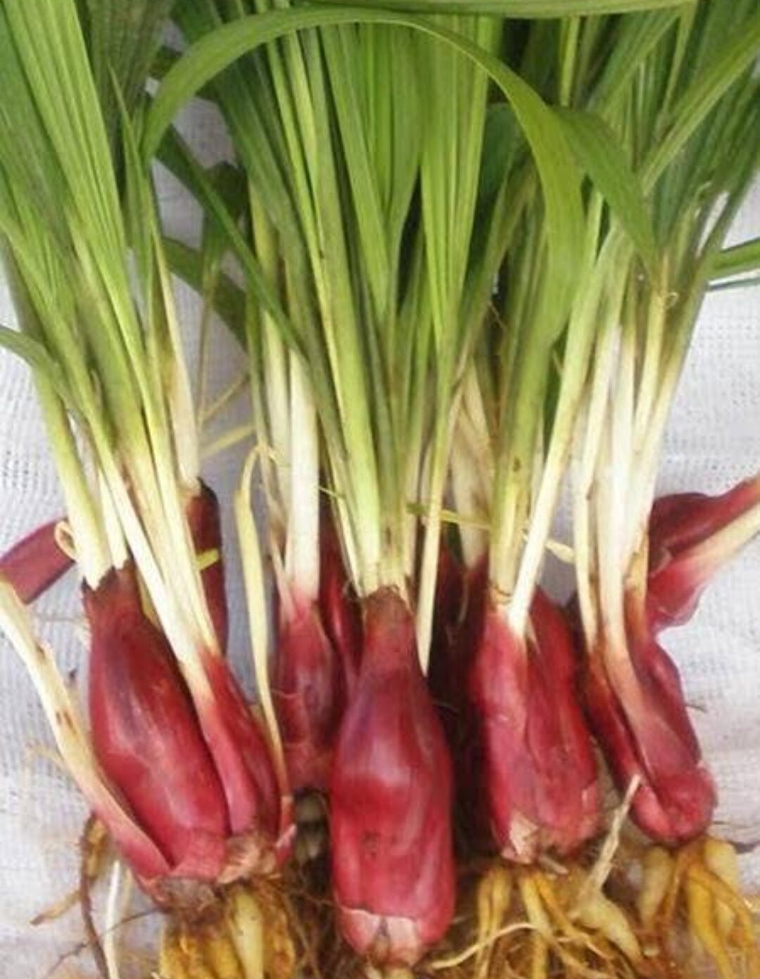 Bawang Dayak Segar / Bawang Sabrang Hutan Asli 300 Gram | Lazada Indonesia