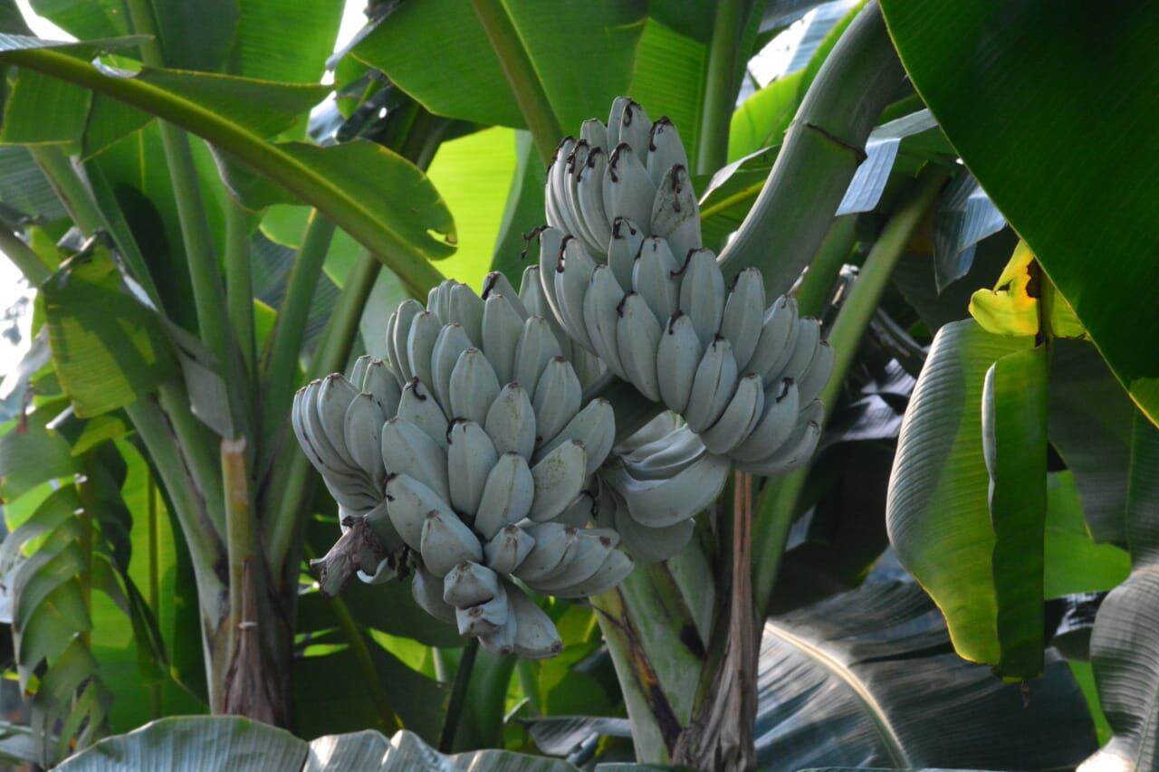 Bibit Pisang Biru, Bibit Pisang Biru, Blue Java Banana | Lazada Indonesia