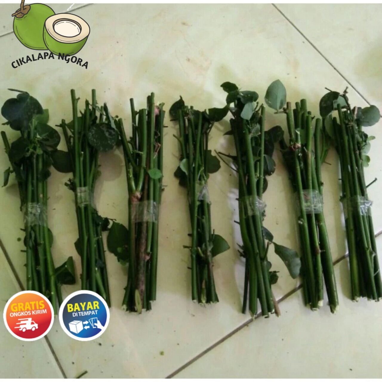 BIBIT TANAMAN SETEK BATANG DAUN KATUK HARGA PER 10 BATANG | Lazada ...