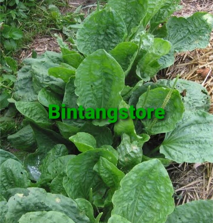 Daun sendok segar / daun kiurat segar 250 gram | Lazada Indonesia