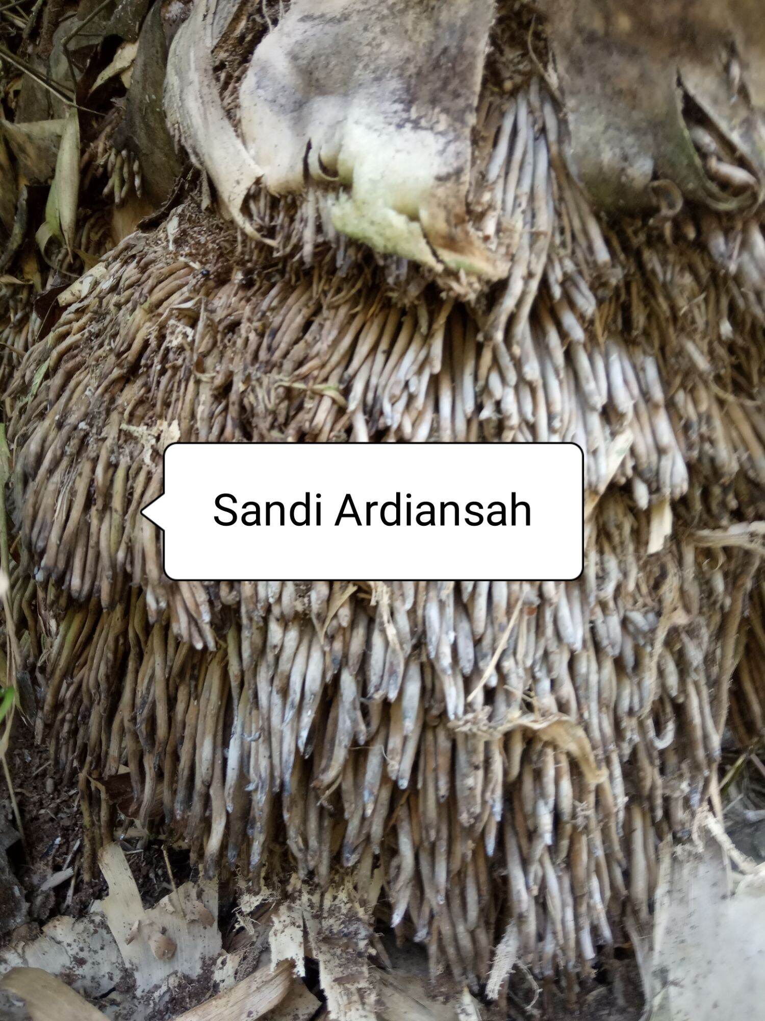 Akar bambu petung segar per 1 kg | Lazada Indonesia