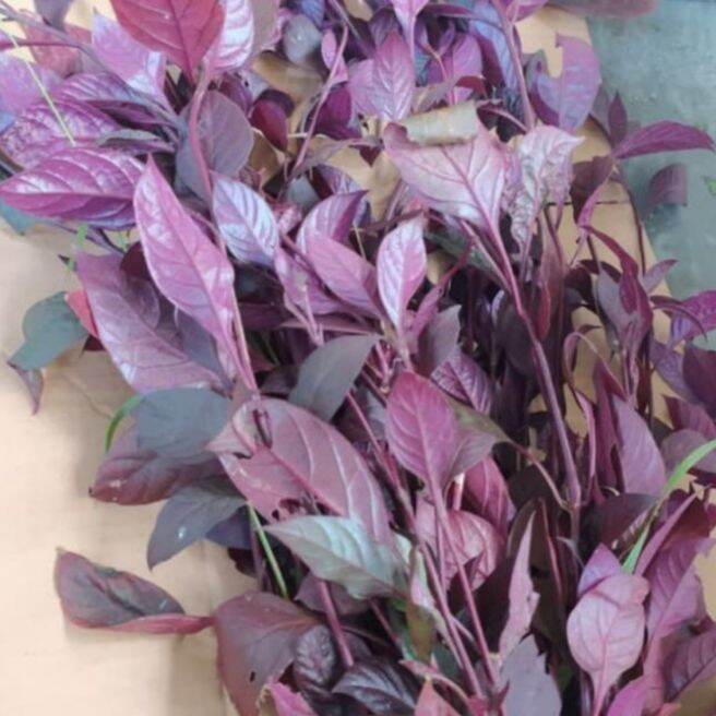 Daun Handeuleum Sieum daun Ungu segar 500 gram | Lazada Indonesia