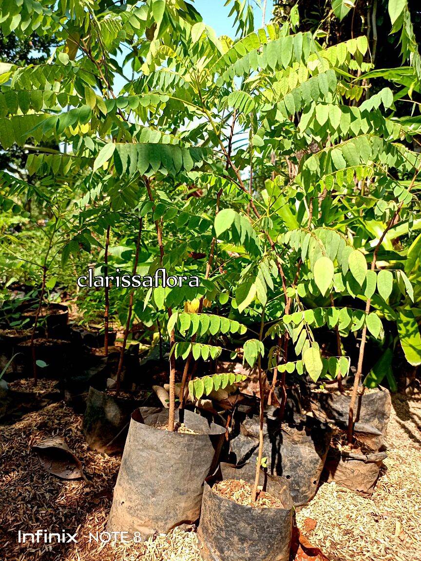 POHON ASEM BELIMBING BESI | Lazada Indonesia