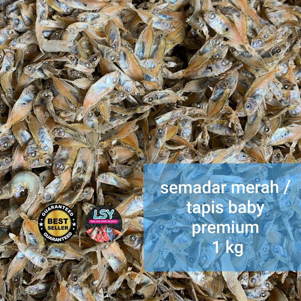ikan asin semadar merah / tapis baby premium 1kg | Lazada Indonesia