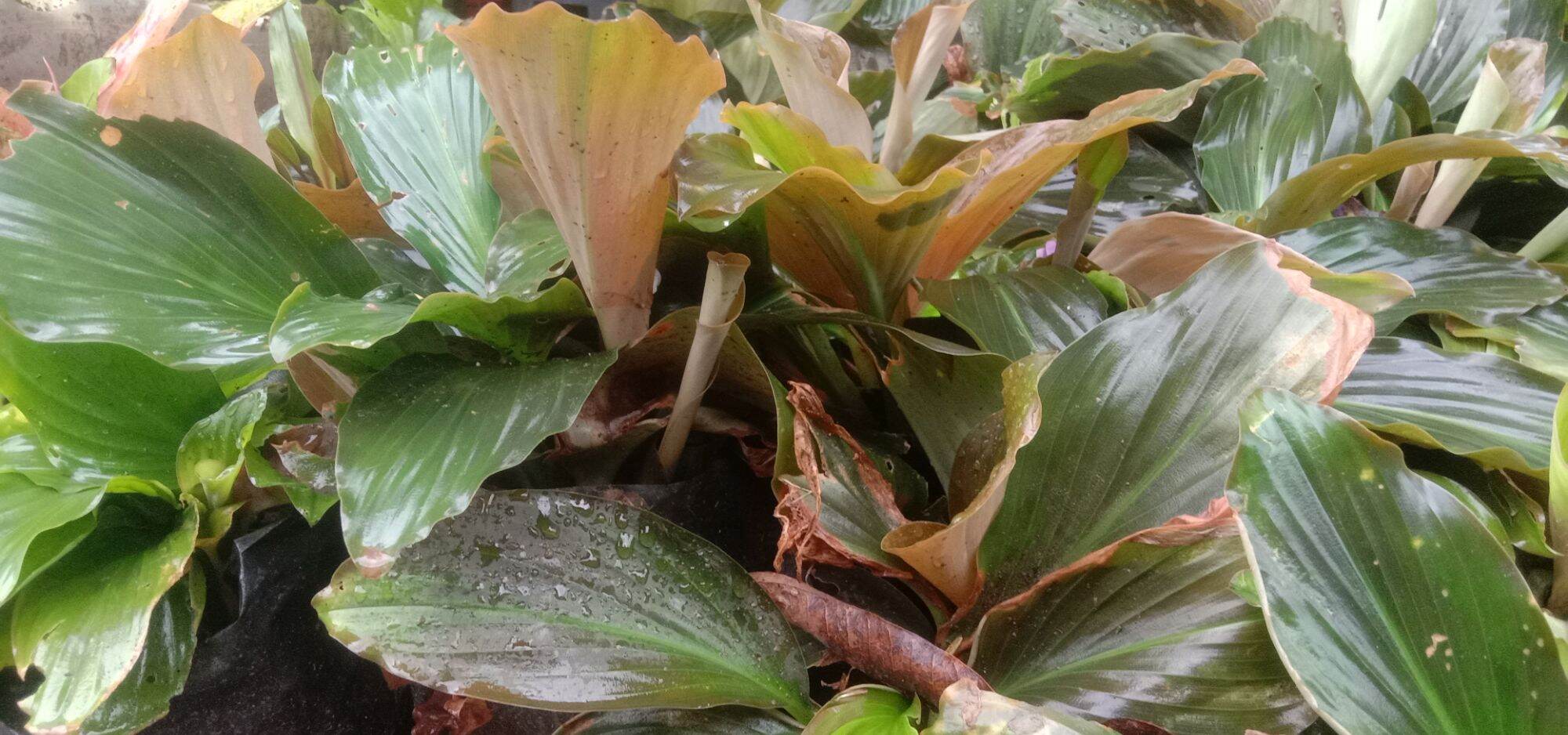 kencur hitam | Lazada Indonesia