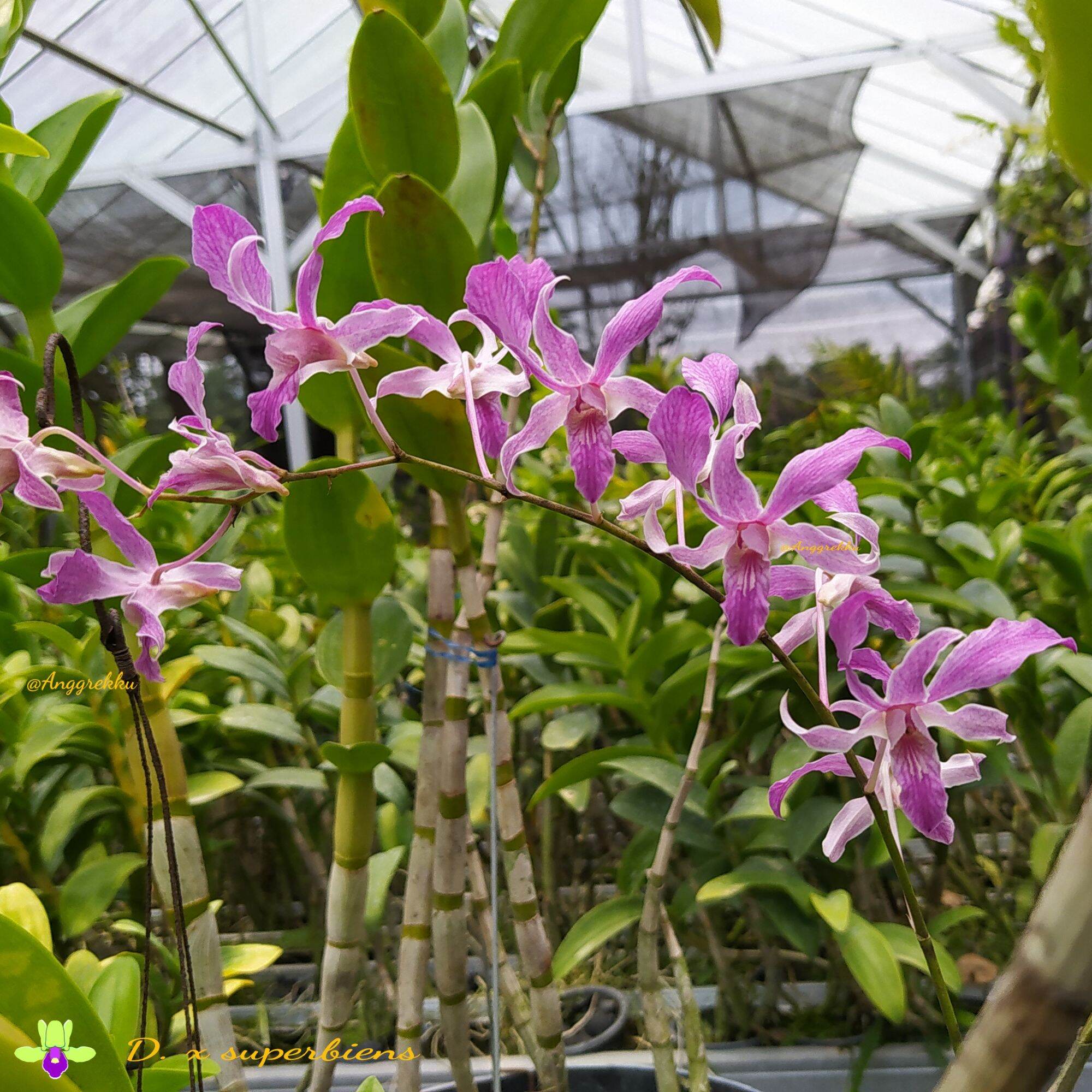 Dendrobium superbiens | Lazada Indonesia