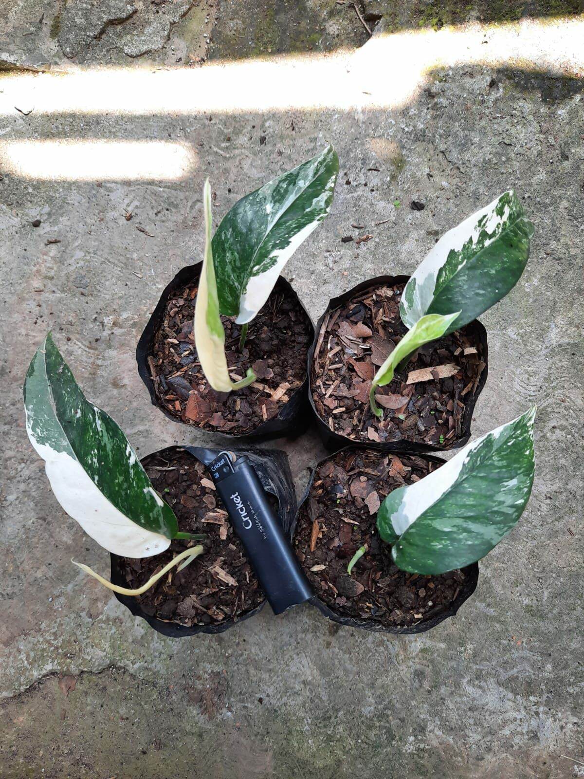Monstera ekor naga Variegata / epipremnum Variegata putih | Lazada ...