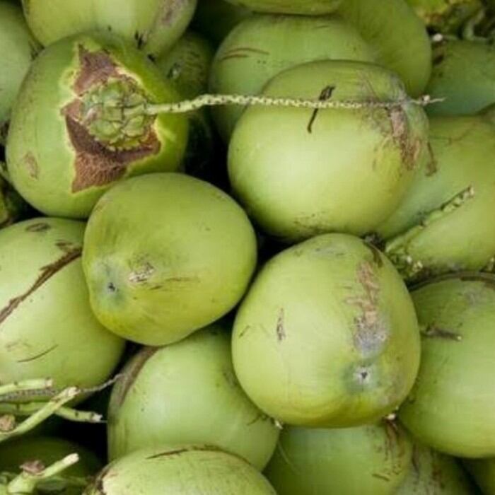 Degan buah kelapa muda hijau utuh Fresh segar obat herbal berkhasiat a ...