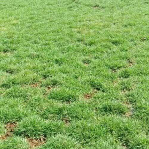 rumput jepang rumput peking ukuran 50cm x 50cm rumput taman | Lazada ...
