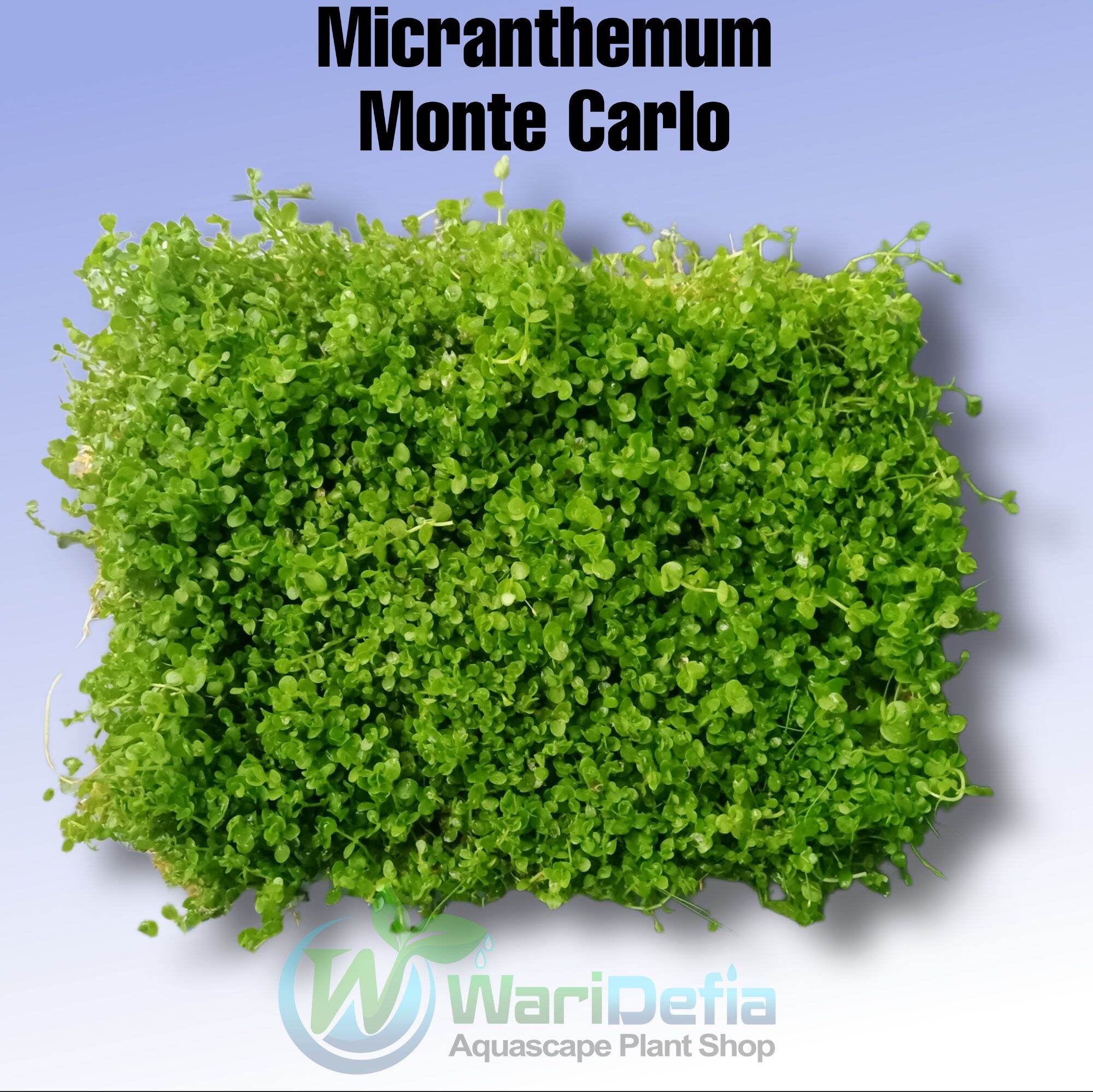 Micranthemum Monte Carlo Tanaman Aquascape | Lazada Indonesia