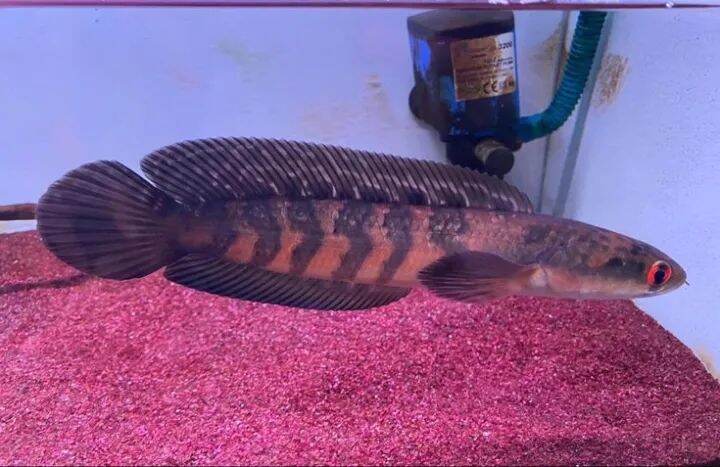 Shop online with Asla.Fish now! Visit Asla.Fish on Lazada.