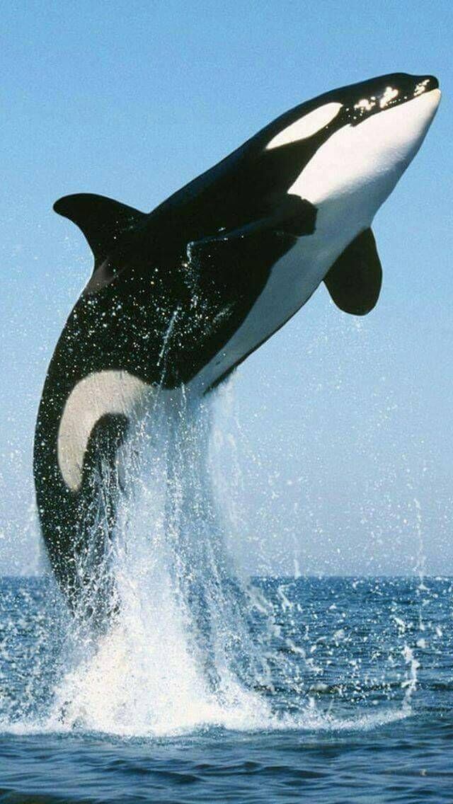 POSTER CETAK, PAUS ORCA, UKURAN JUMBO 100 X 70 CM/ Hiasan Dinding ...