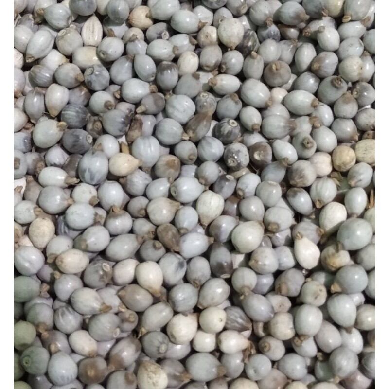 buah jali jali 30biji | Lazada Indonesia