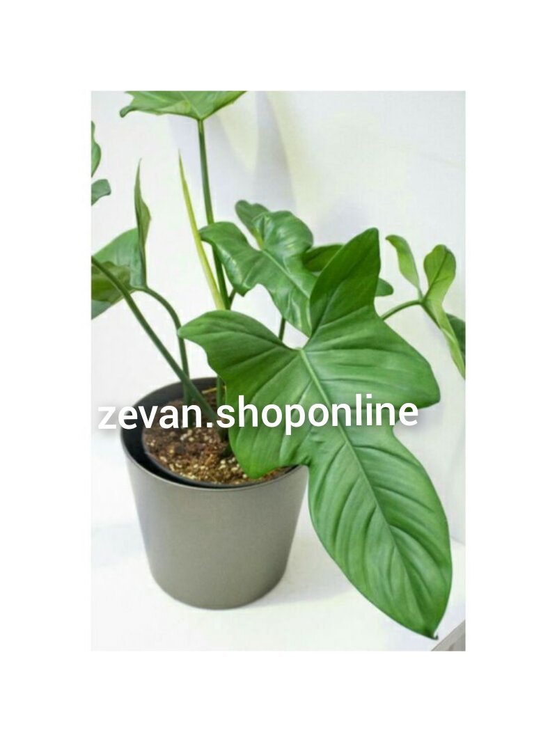 tanaman hias daun philodendron Bipennifolium / Philo violin | Lazada ...