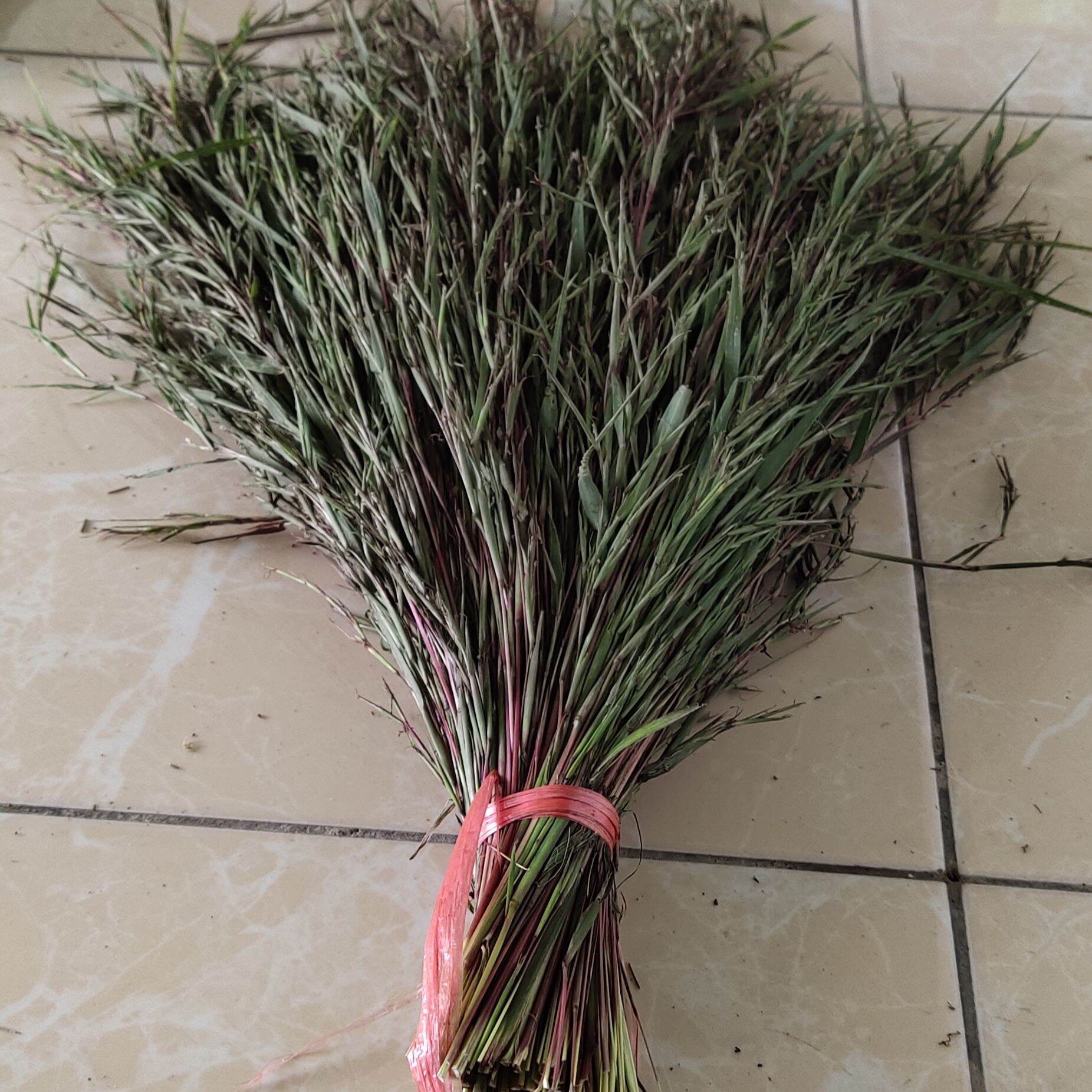 HEMAT MURAH ORIGINAL Jual Bunga Serai/Sereh Paket 15 Helai Original ...