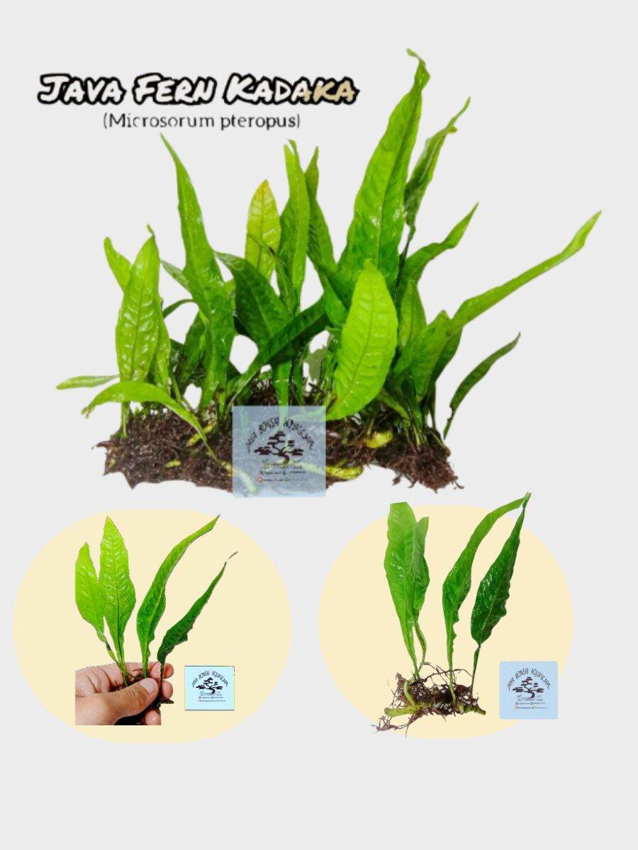 Java fern aquascape kadaka aquascape kadaka air tanaman aquascape tanaman air | Lazada Indonesia